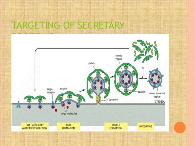 Protein sorting | PPTX | Biological Sciences | Science
