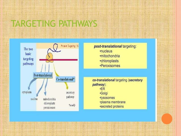 Protein sorting | PPTX | Biological Sciences | Science