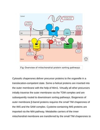 Protein sorting in mitochondria | PDF