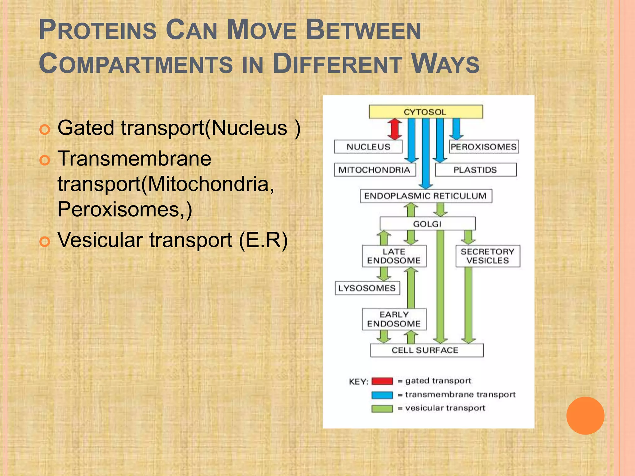 Protein sorting and targeting | PPTX