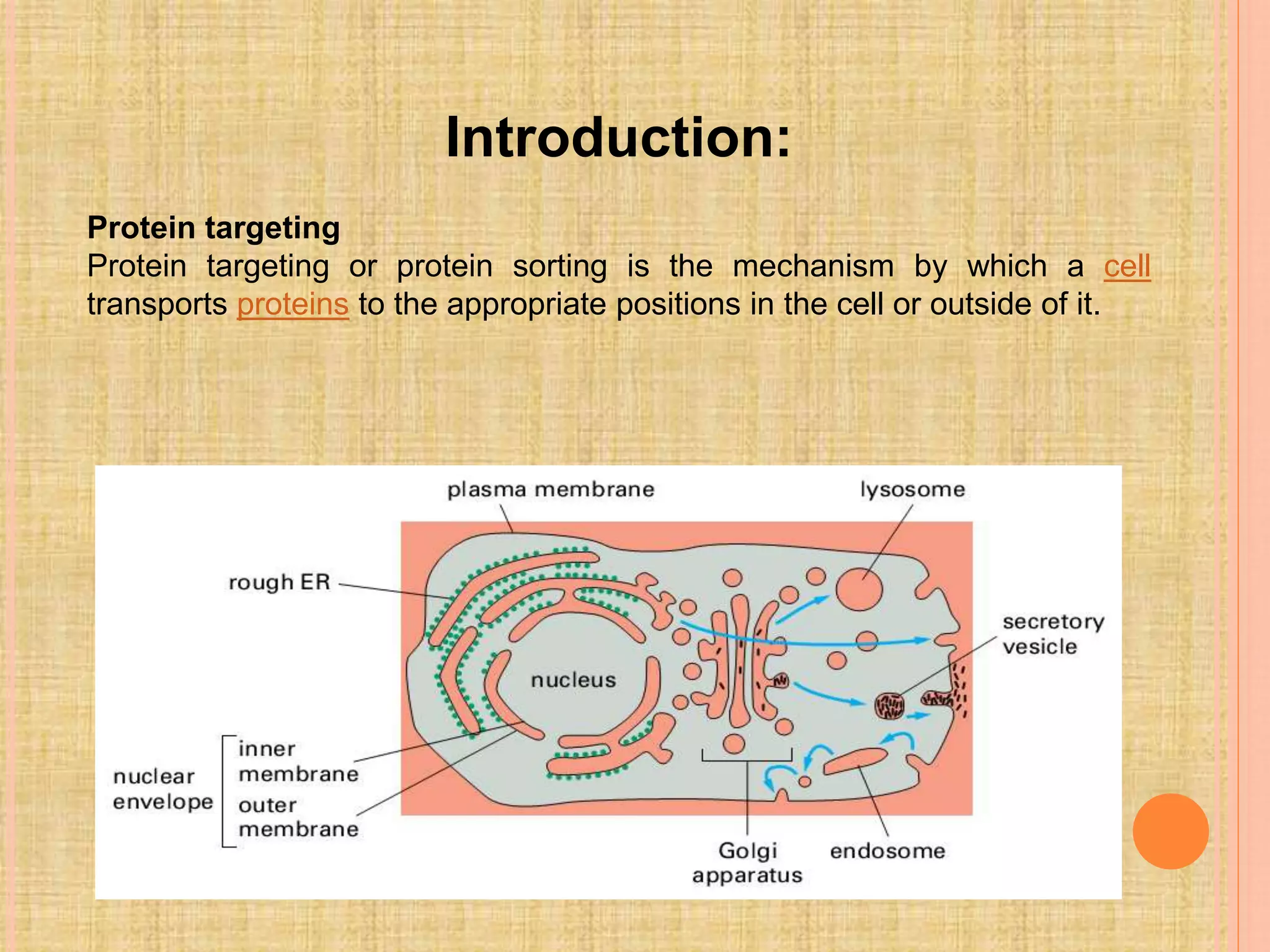 Protein sorting and targeting | PPTX