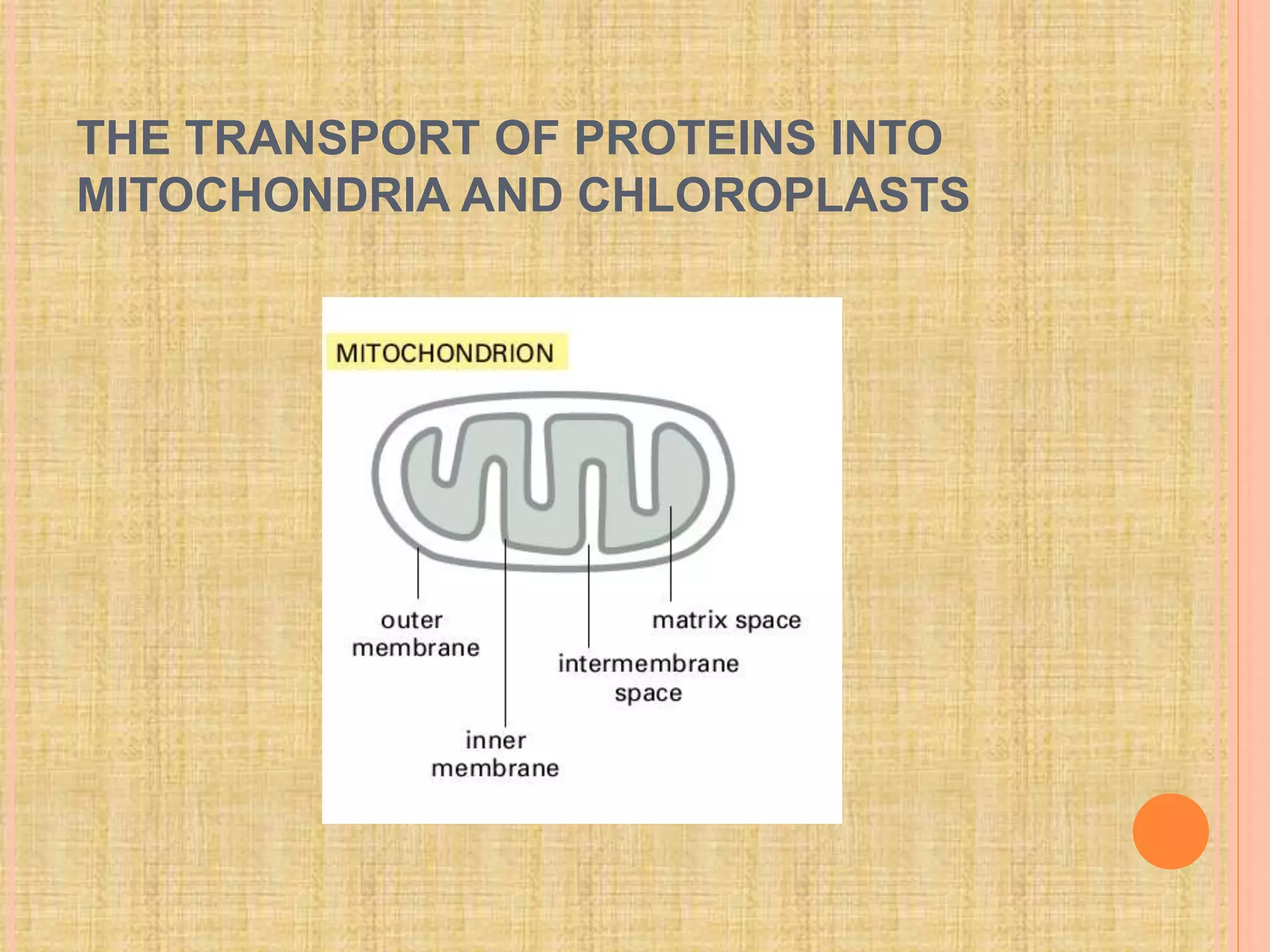 Protein sorting and targeting | PPTX