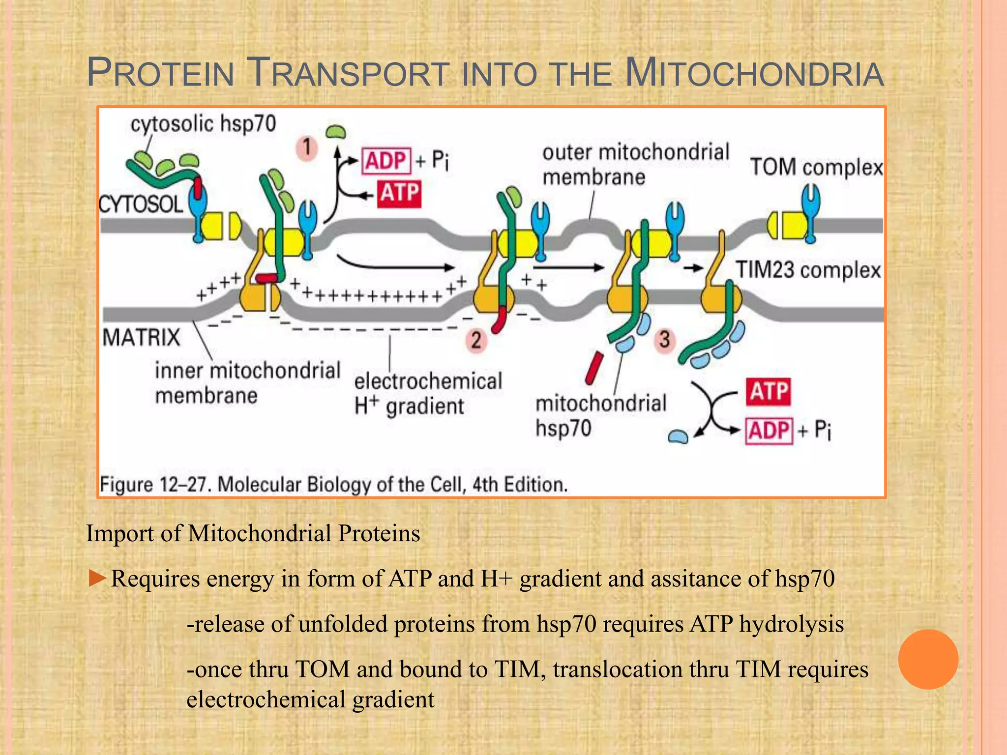 Protein sorting and targeting | PPTX