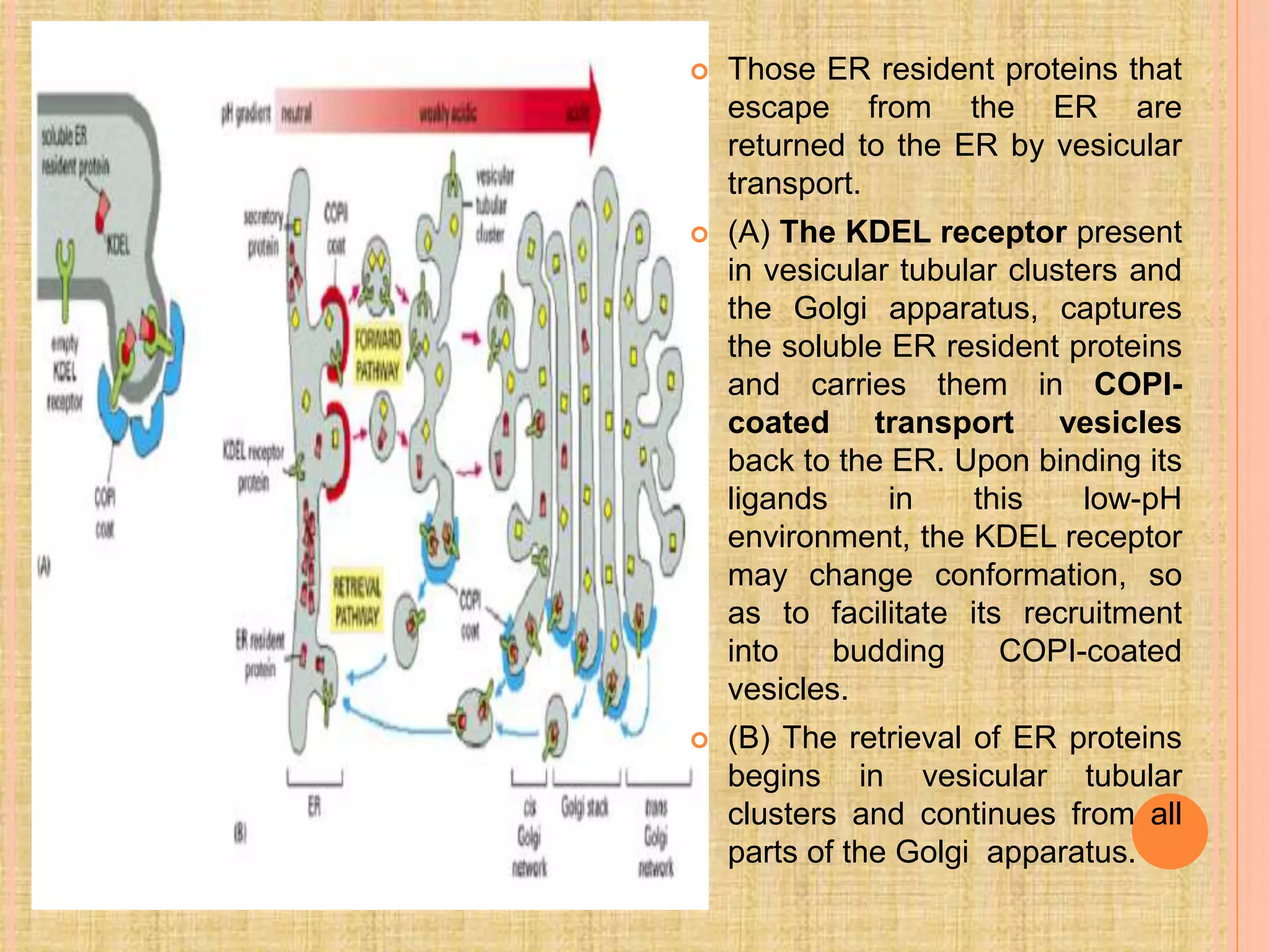 Protein sorting and targeting | PPTX