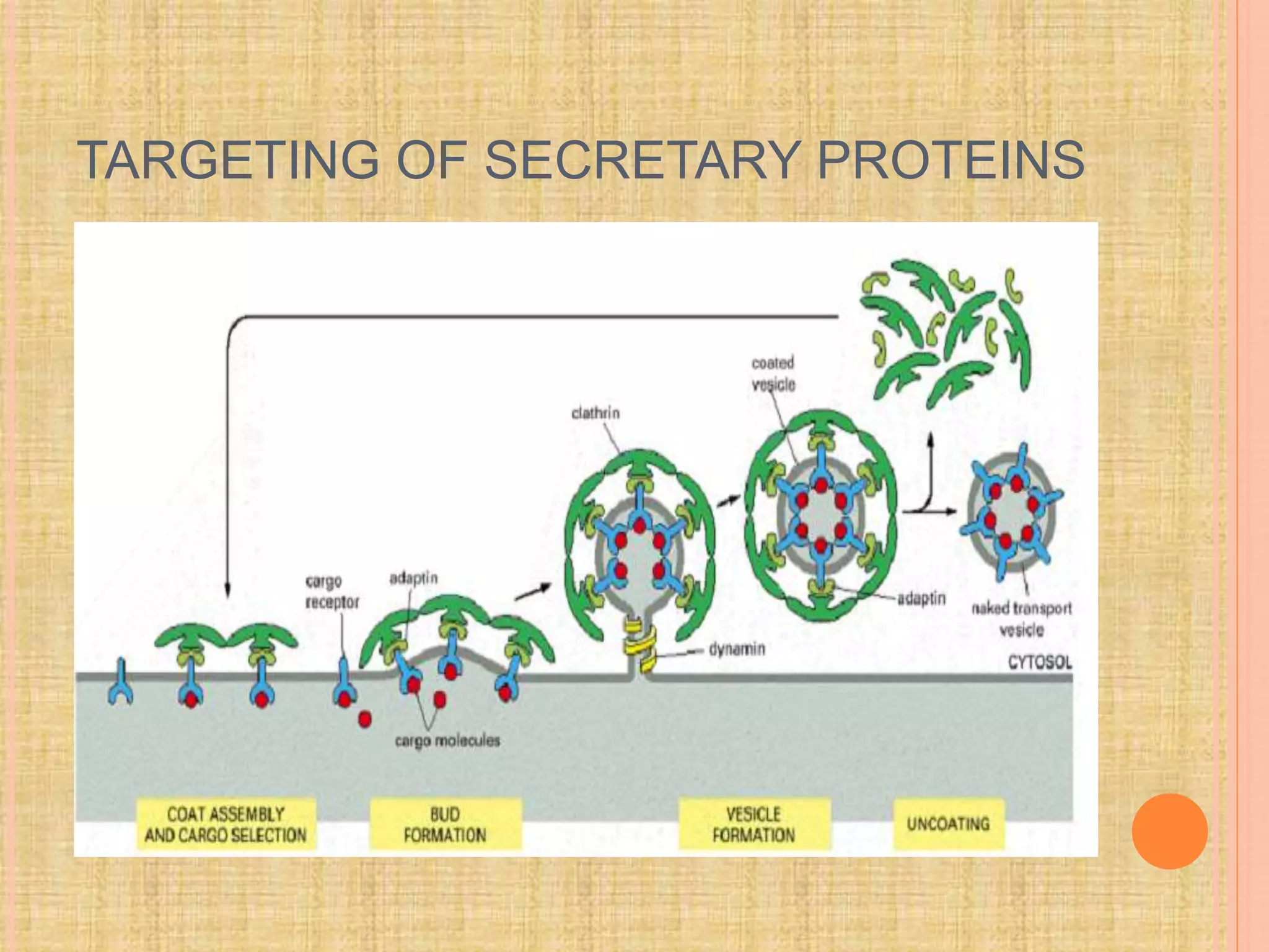 Protein sorting and targeting | PPTX