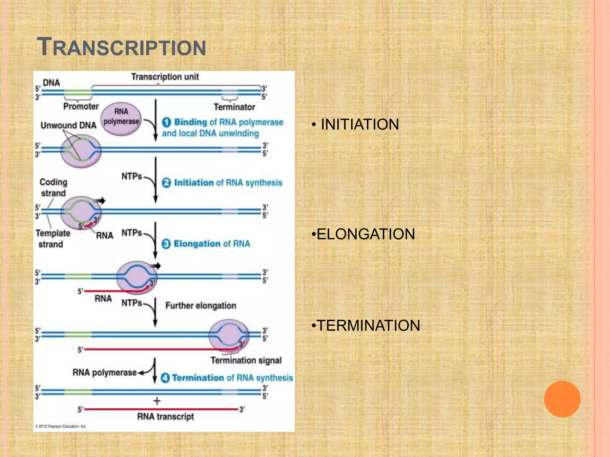 Protein sorting and targeting | PPTX