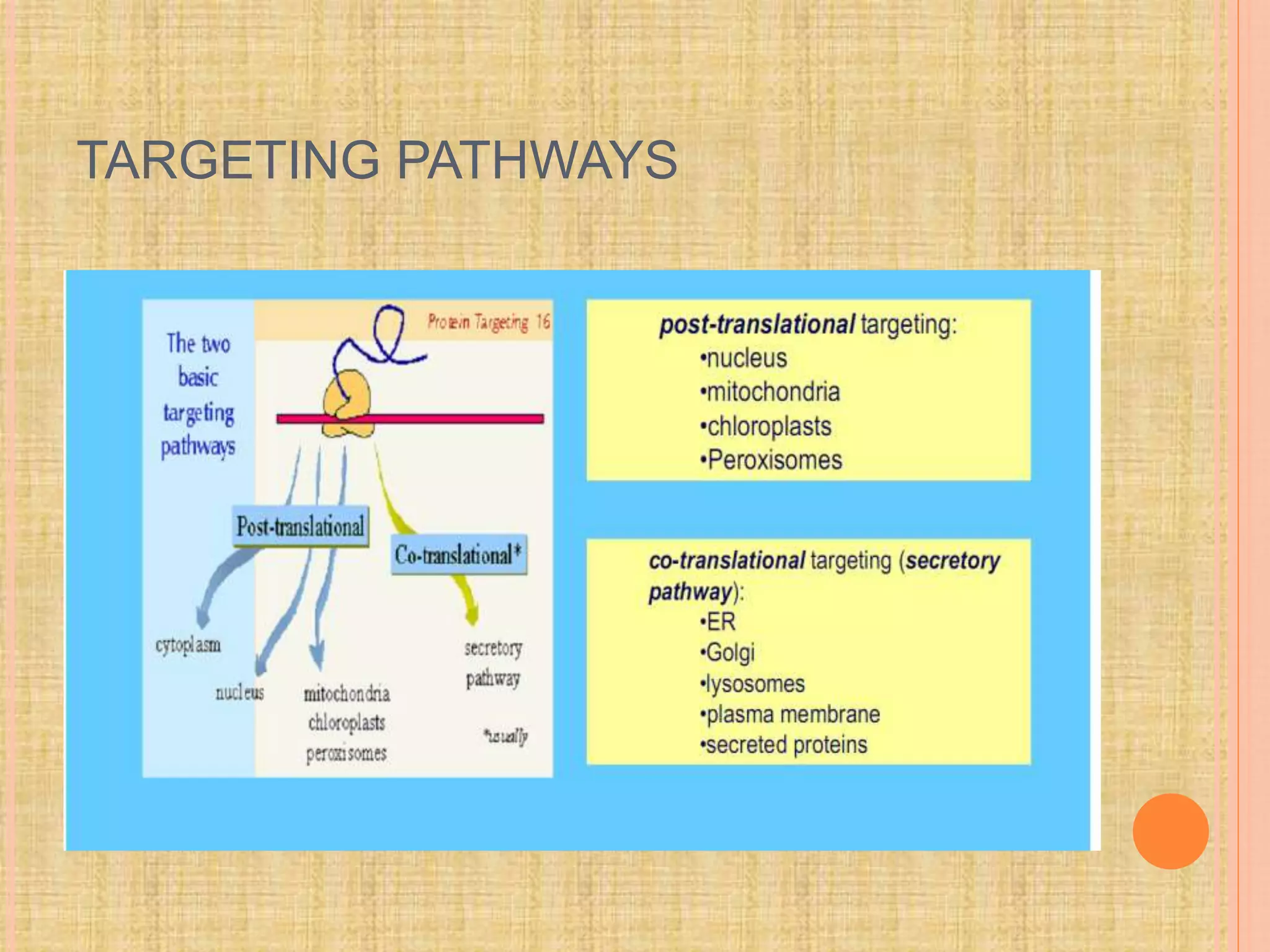 Protein sorting and targeting | PPTX