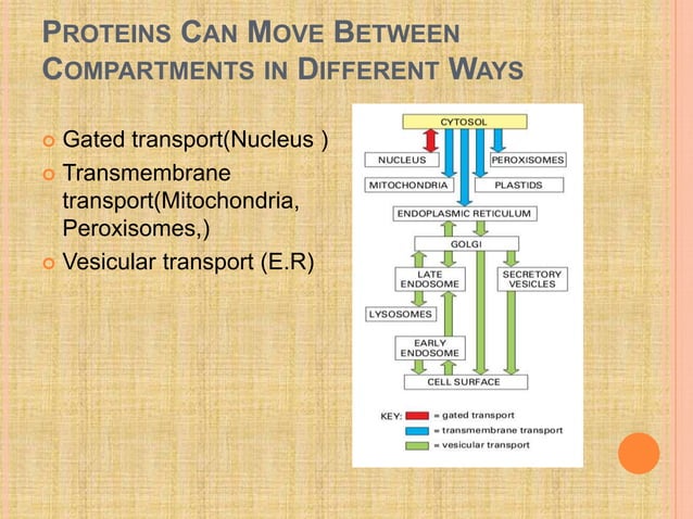 Protein sorting and targeting | PPTX