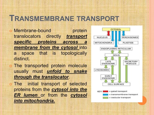 Protein sorting and targeting | PPTX