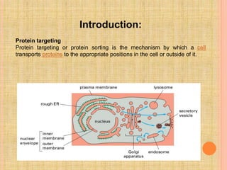 Protein sorting and targeting | PPTX