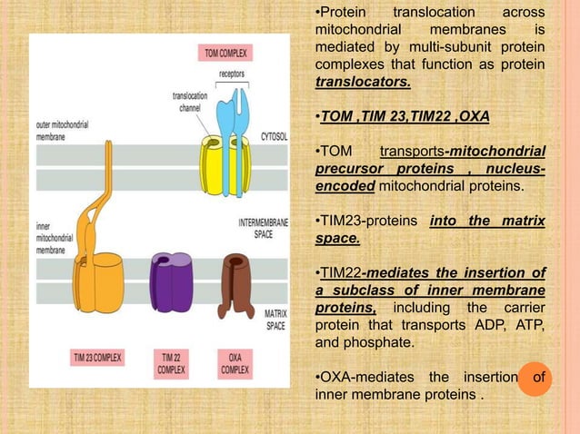 Protein sorting and targeting | PPTX