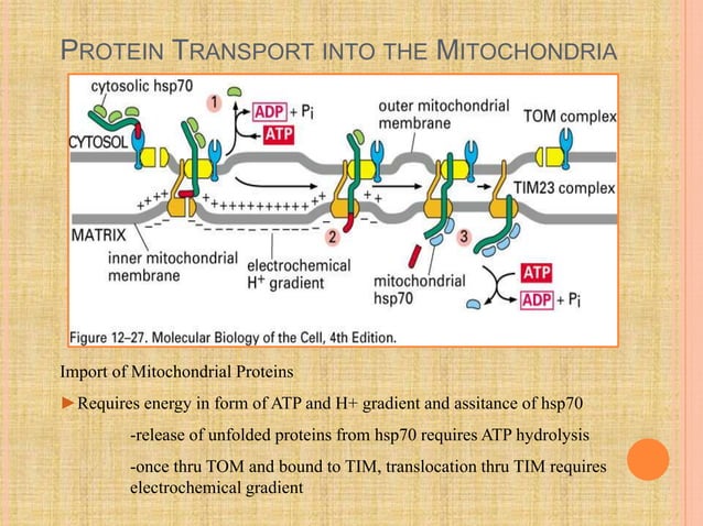 Protein sorting and targeting | PPTX