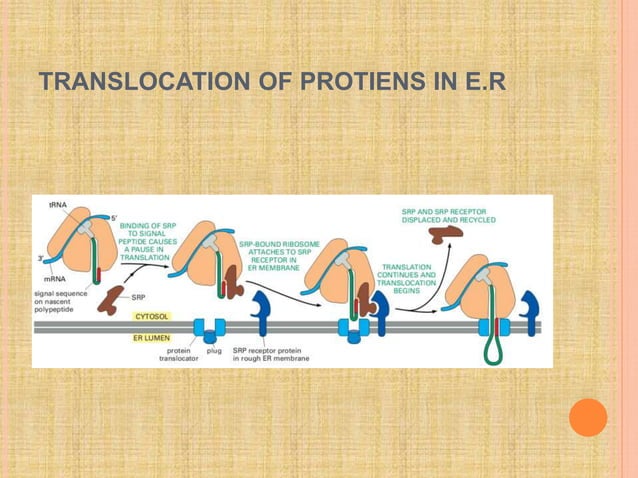 Protein sorting and targeting | PPTX