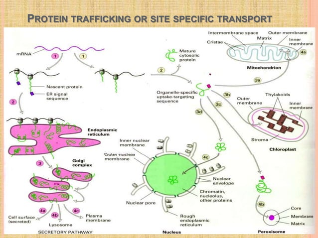 Protein sorting and targeting | PPTX