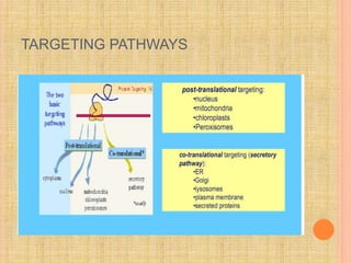 Protein sorting and targeting | PPTX
