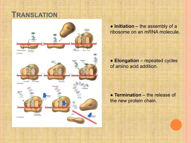 Protein sorting and targeting