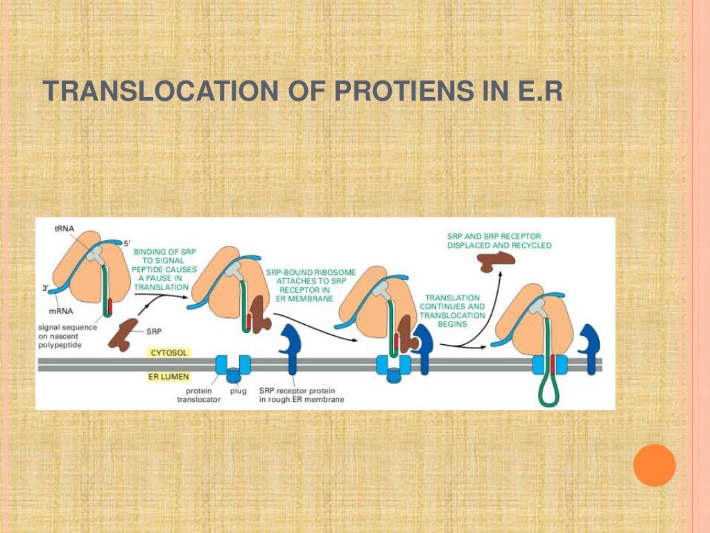 Protein sorting and targeting