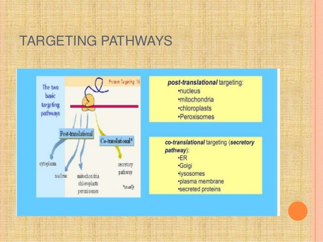 Protein sorting and targeting