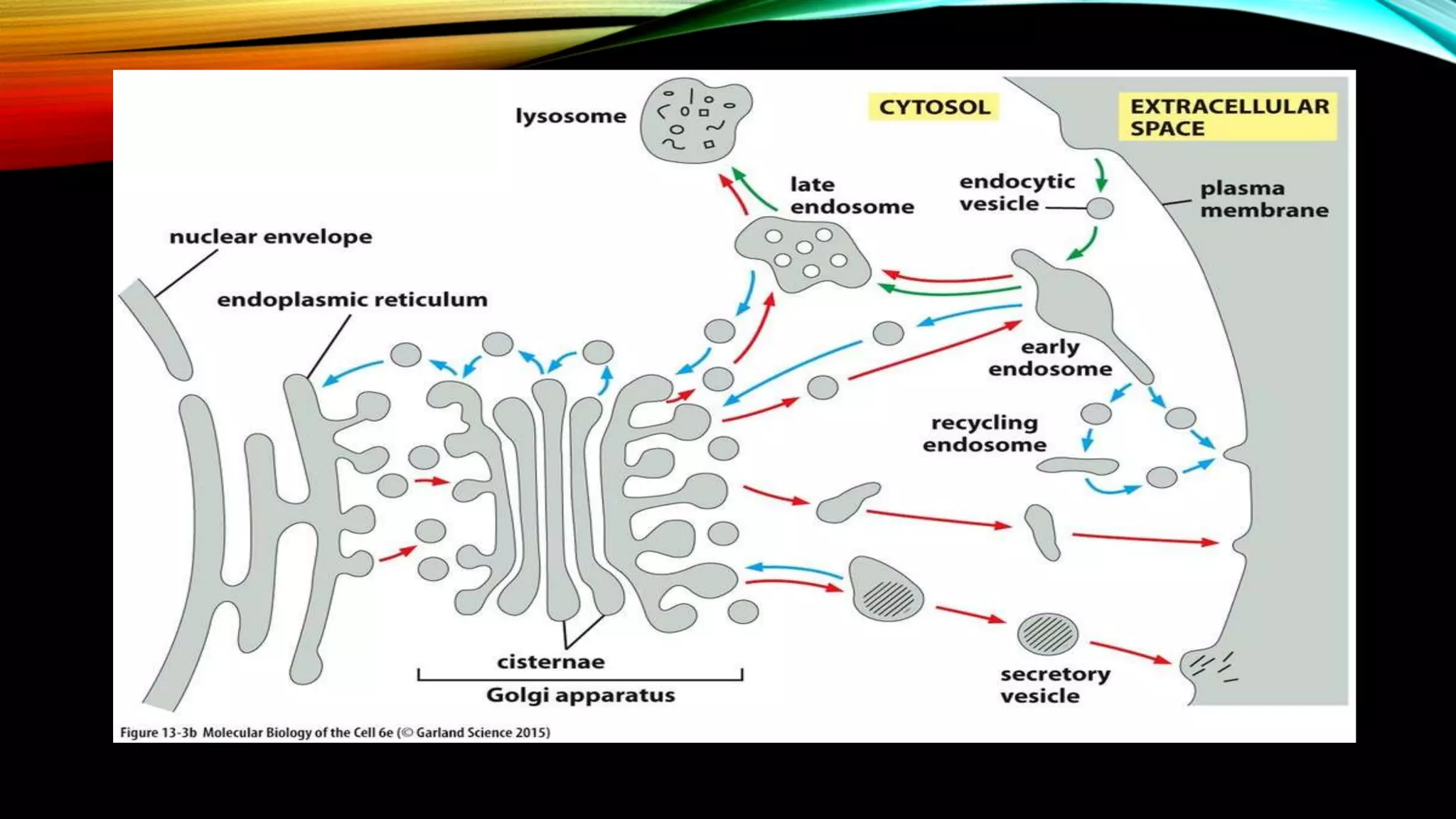 Protein sorting and transport to lysosomes | PPT