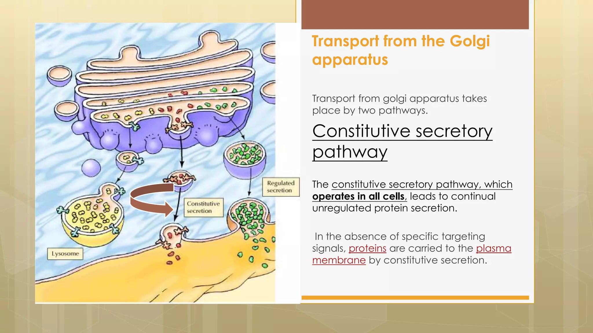 Protein sorting in golgi bodies | PPTX