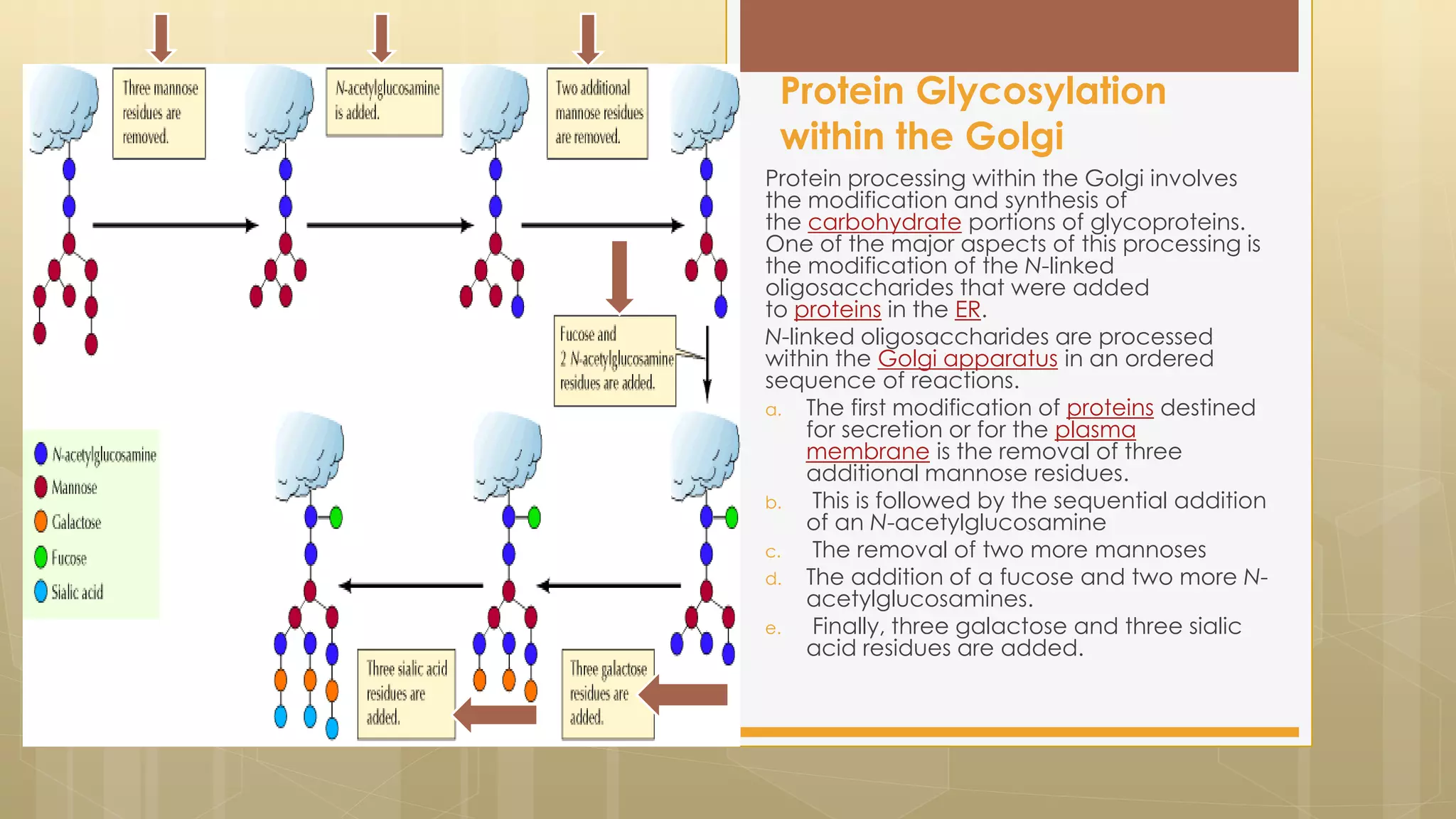 Protein sorting in golgi bodies | PPTX