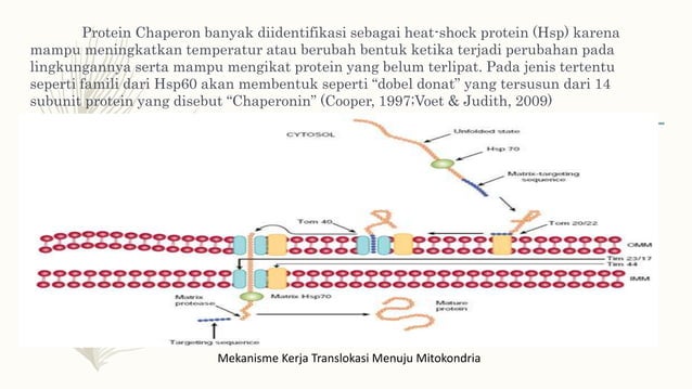 Protein Sorting | PPTX