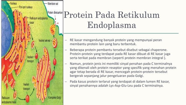 Protein Sorting | PPTX