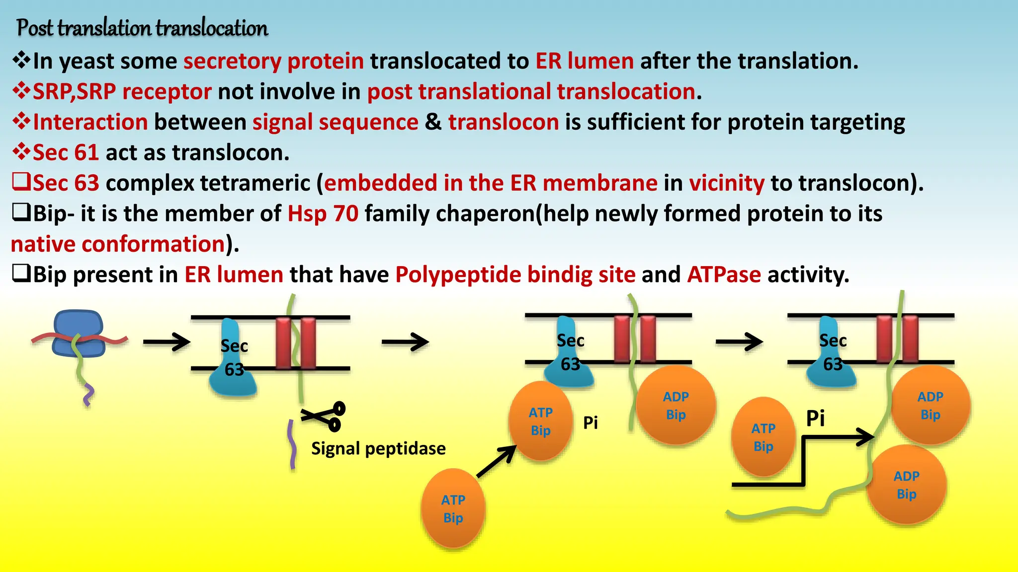 Protein sorting & targeting.pptx by SOMESH Govt. Nehru PG College | PPT