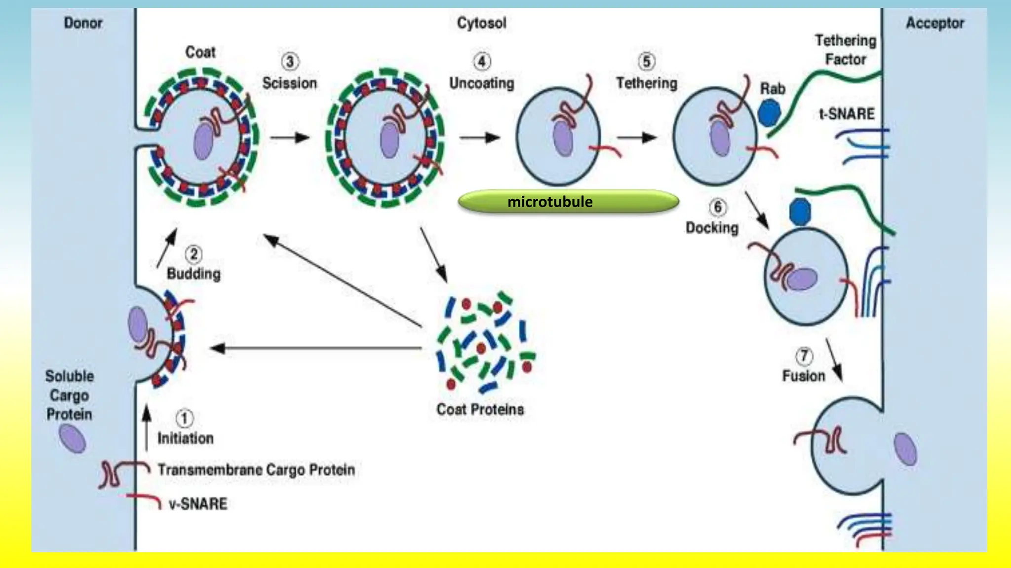 Protein sorting & targeting.pptx by SOMESH Govt. Nehru PG College | PPT