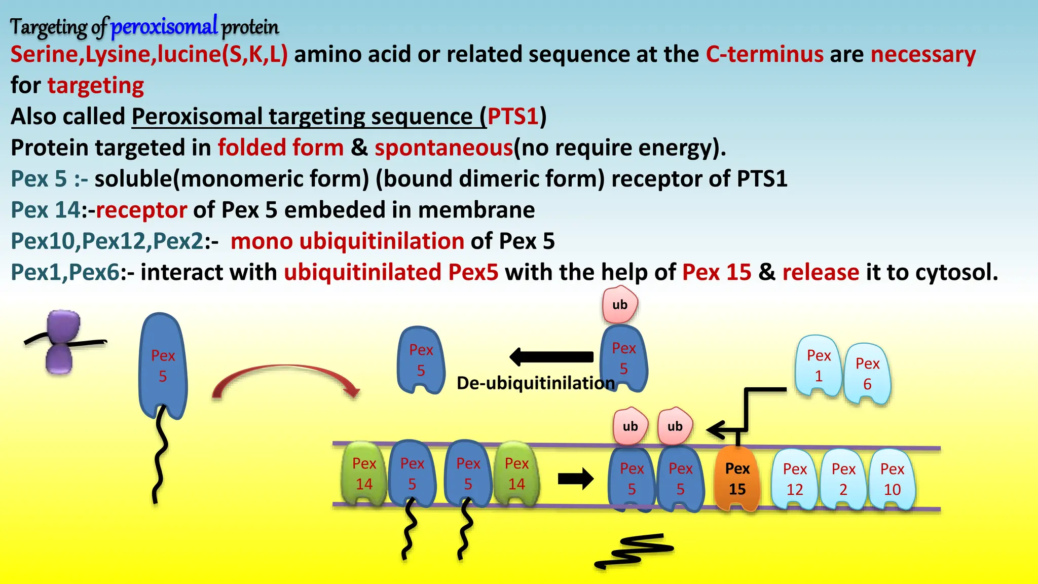 Protein sorting & targeting.pptx by SOMESH Govt. Nehru PG College | PPT