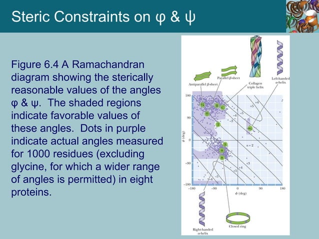 Proteins Part 2, Proteins secondary, tertiary, and quaternary structure.ppt