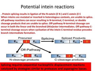 Protein splicing | PPT