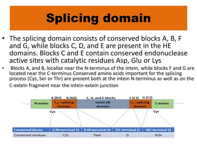 Protein splicing | PPT