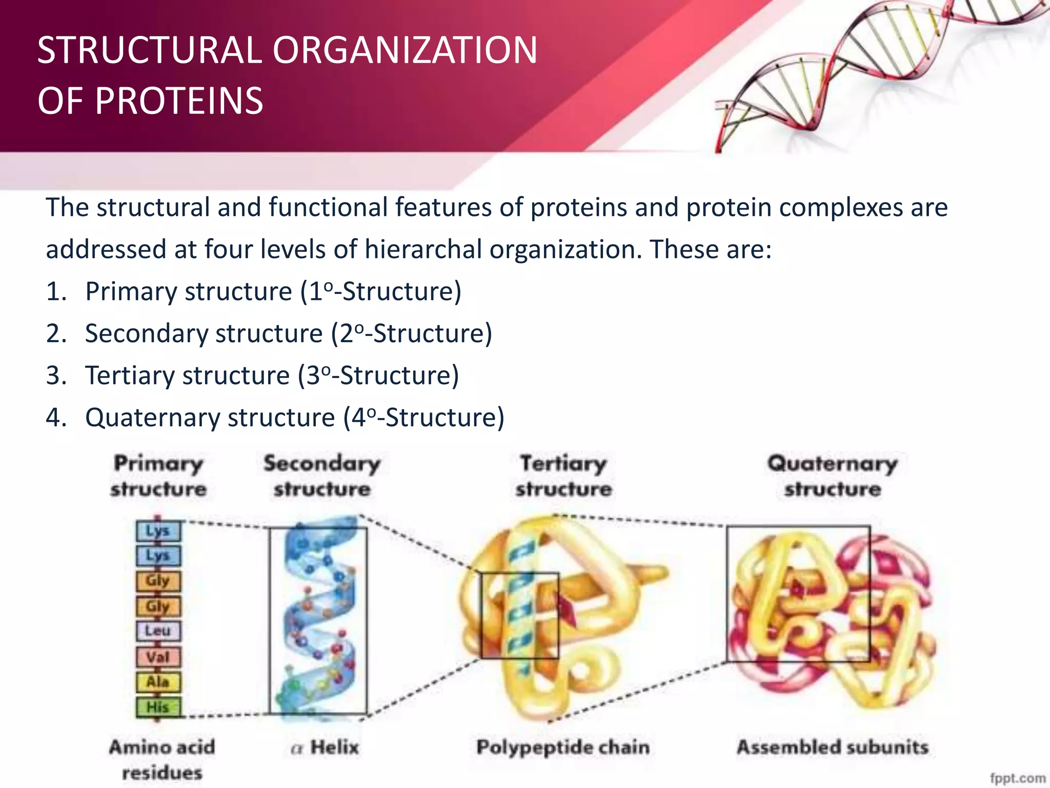 Proteins | PPTX
