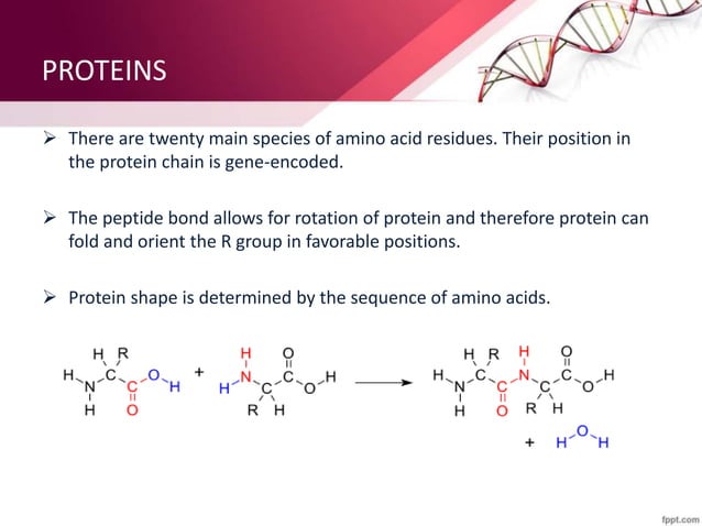 Proteins | PPTX