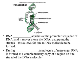 proteinss.ppt it is all about proteins how dna help to make proteins ...