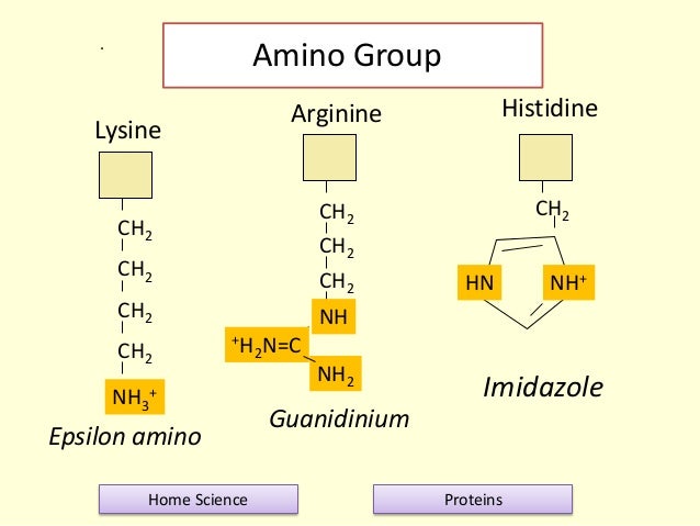 Lysine R Group