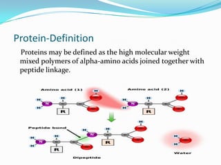 Protein Definition