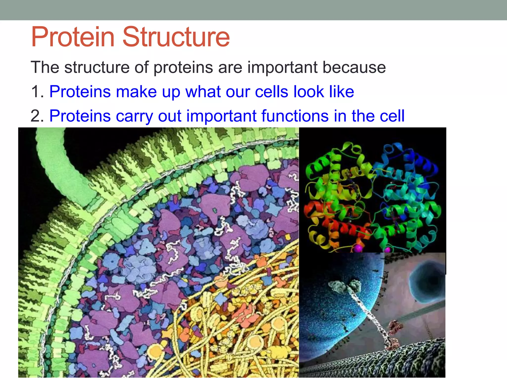 Proteins Slides | PPTX
