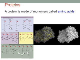 Proteins Slides | PPTX