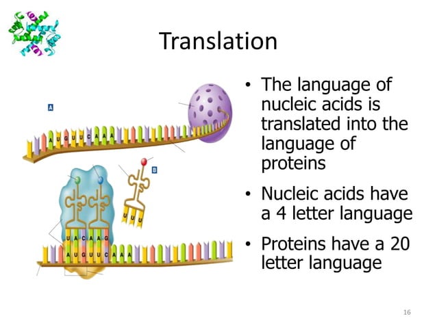 Proteins structure and role in gene expression | PPT