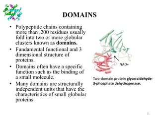 Proteins structure and role in gene expression | PPT
