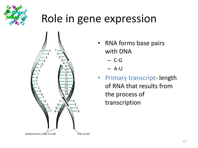 Proteins structure and role in gene expression | PPT