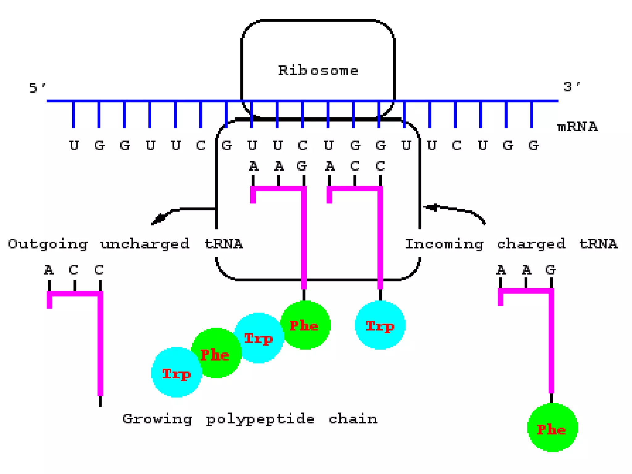 Proteins synthesis.ppt