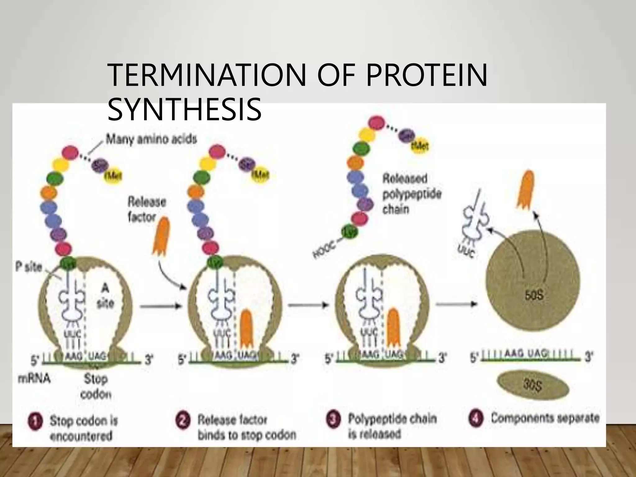 Proteins synthesis.ppt