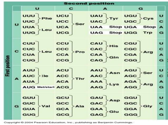 Proteins synthesis.ppt