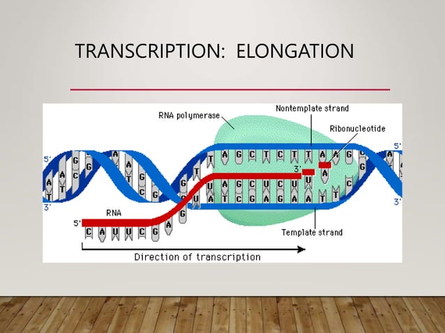 Proteins synthesis.ppt