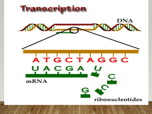 Proteins synthesis.ppt
