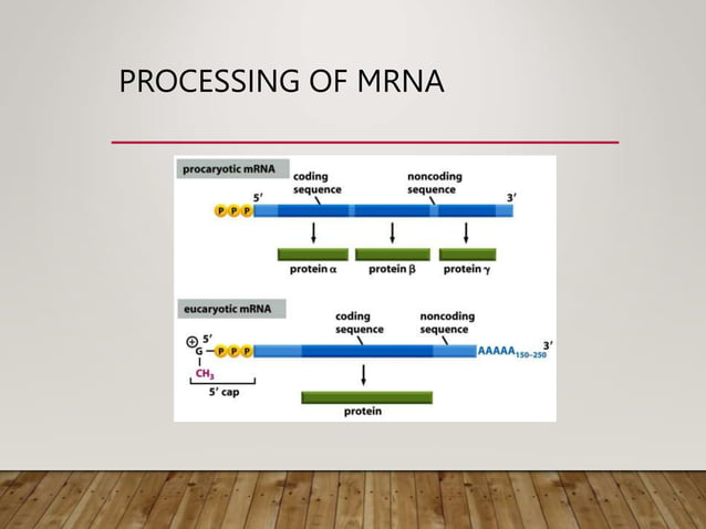 Proteins synthesis.ppt