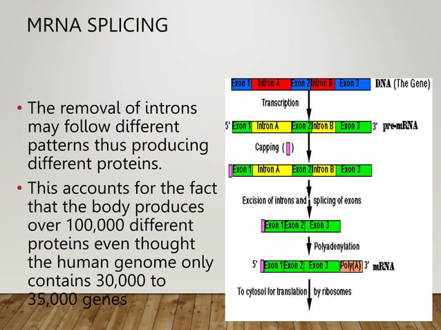 Proteins synthesis.ppt